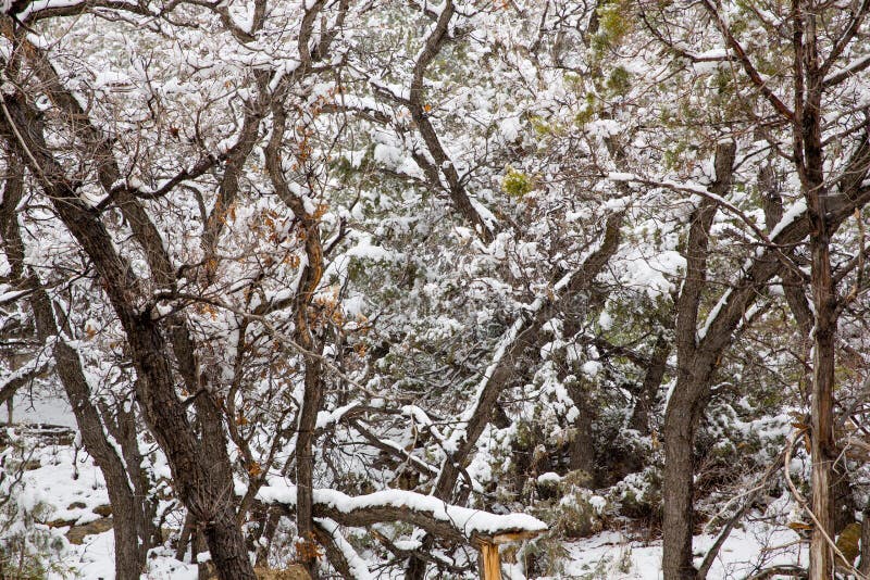 Nevada USA Spring Snow in the Trees Stock Photo - Image of branches ...