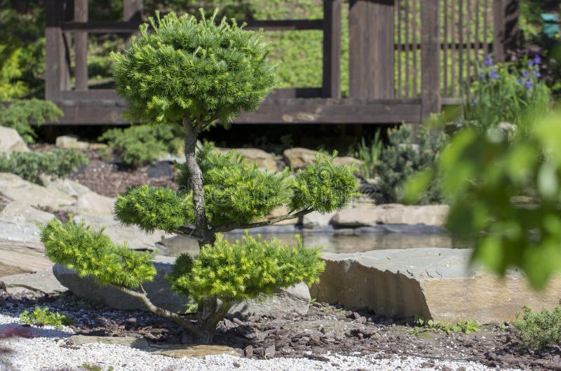 Nevak, Wood, Bonsai. Use in Landscape Design Stock Image - Image of ...