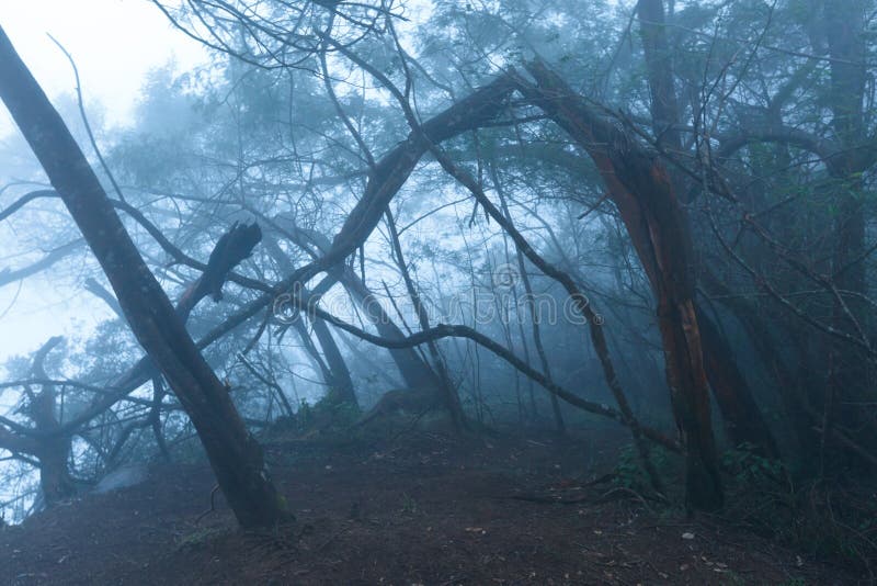 Nevelig eng bos in mist stock afbeelding. Image of schaduw - 21398105