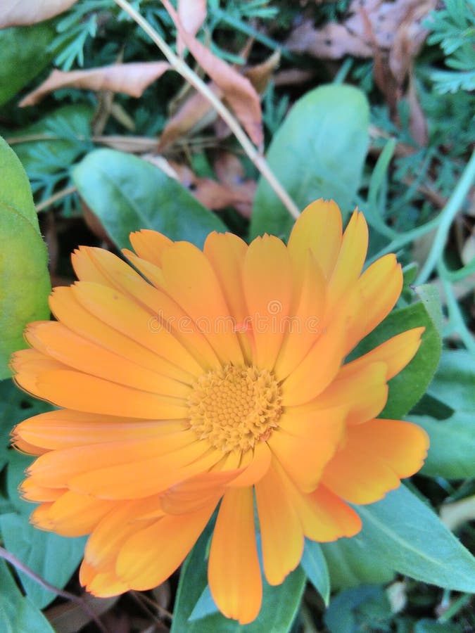 Orange Neven Flower in the Yard in Dark Retouch. Stock Image - Image of ...
