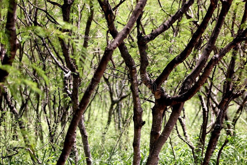 Never Ending stock photo. Image of trees, outdoor, nature - 28735664
