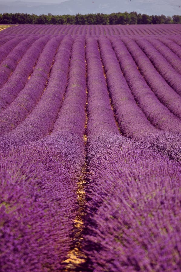 Neverending lavender field stock image. Image of lavandin - 33211447