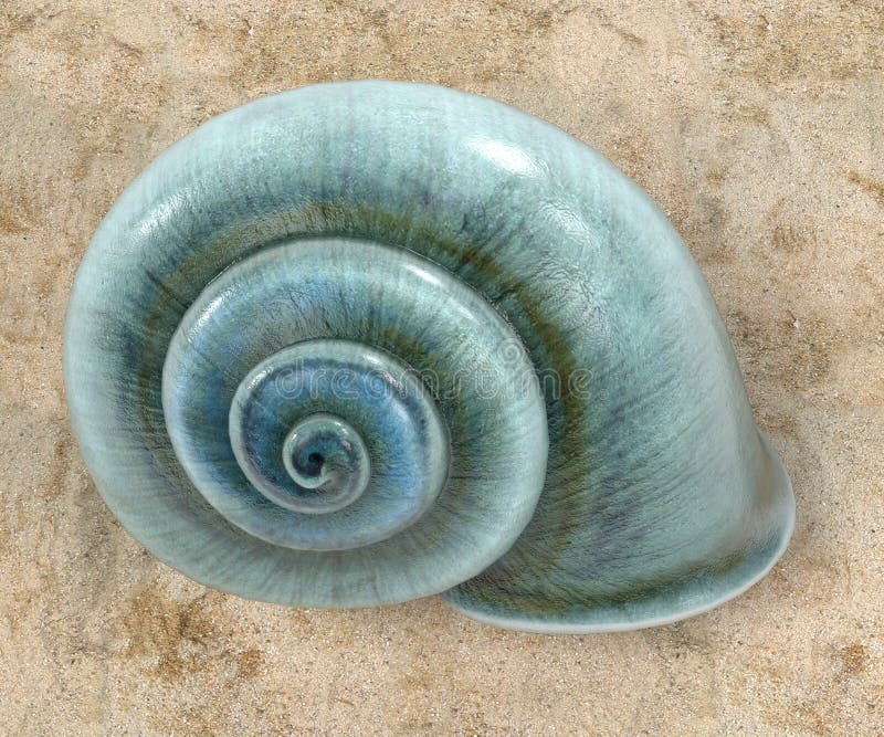 Neverita Duplicata Shark Eye Stock Illustration - Illustration of shark ...