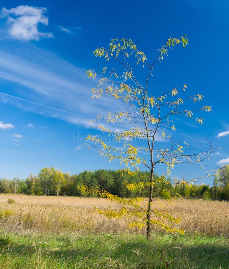 New Acacia Tree Meets Its First Fall Season Stock Image - Image of ...