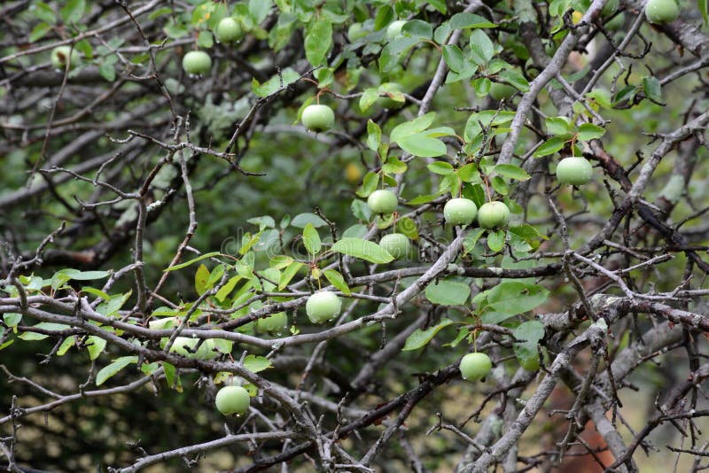 New apples stock image. Image of trees, tree, forming - 56127099