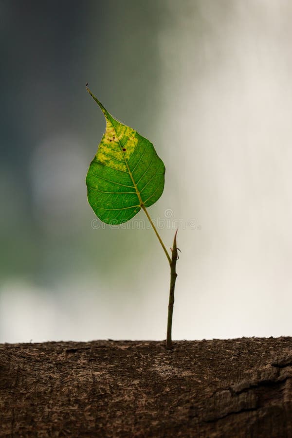 New Ashwattha Tree Growing on Old Stem Stock Image - Image of leaves ...