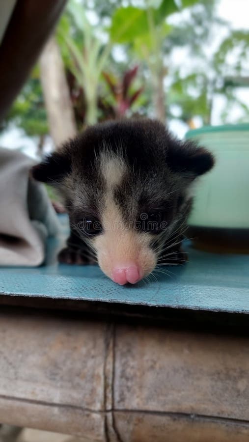 A new baby born civet stock image. Image of puppy, baby - 265005169