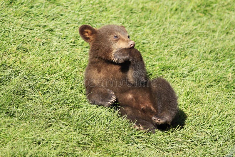 New baby brown bear cub stock photo. Image of bear, nature - 94415850