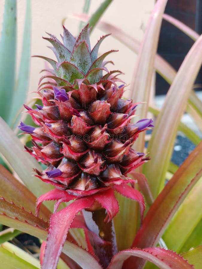 2,232 Baby Pineapple Stock Photos - Free & Royalty-Free Stock Photos ...