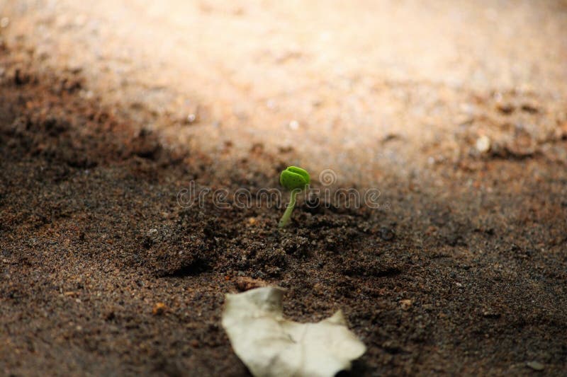 New baby plant growing up stock photo. Image of baby - 297190168