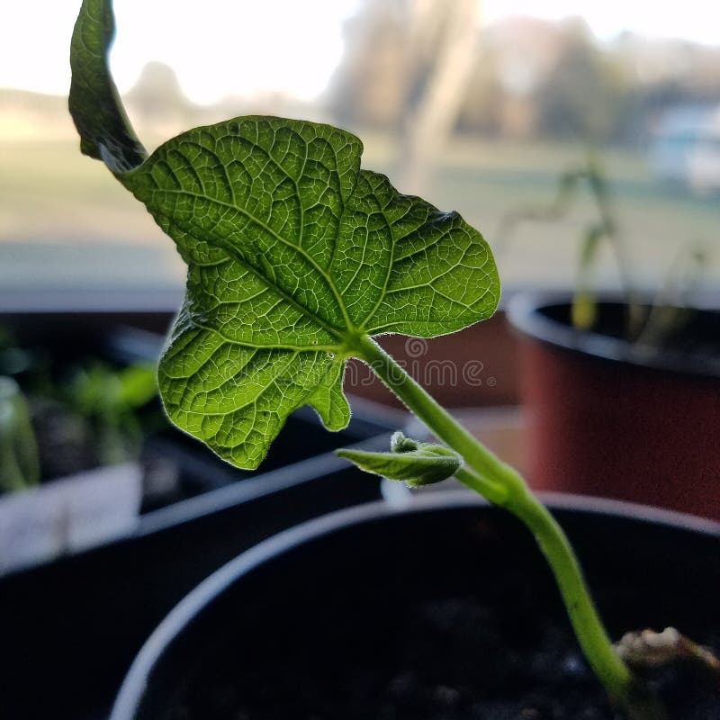 Sprout stock photo. Image of sprouting, spring, plant - 118409884