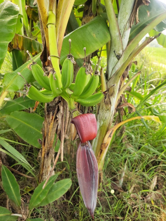 The New Banana Heart Produces Young Banana Fruit Stock Photo - Image of ...