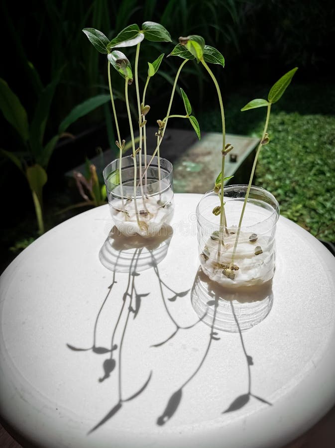 New bean sprouts stock photo. Image of plant, education - 189612938