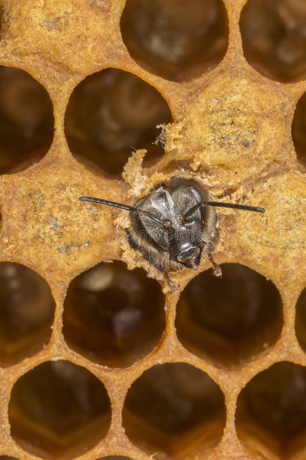 New bee stock image. Image of microscope, farm, honey - 91992129