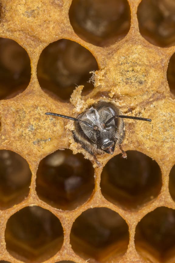 New bee stock image. Image of microscope, farm, honey - 91992129