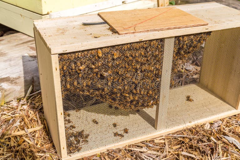 New Bees stock image. Image of bees, apiculture, april - 96215849