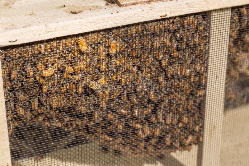 New Bees stock image. Image of frame, beehouse, beekeeper - 96215949
