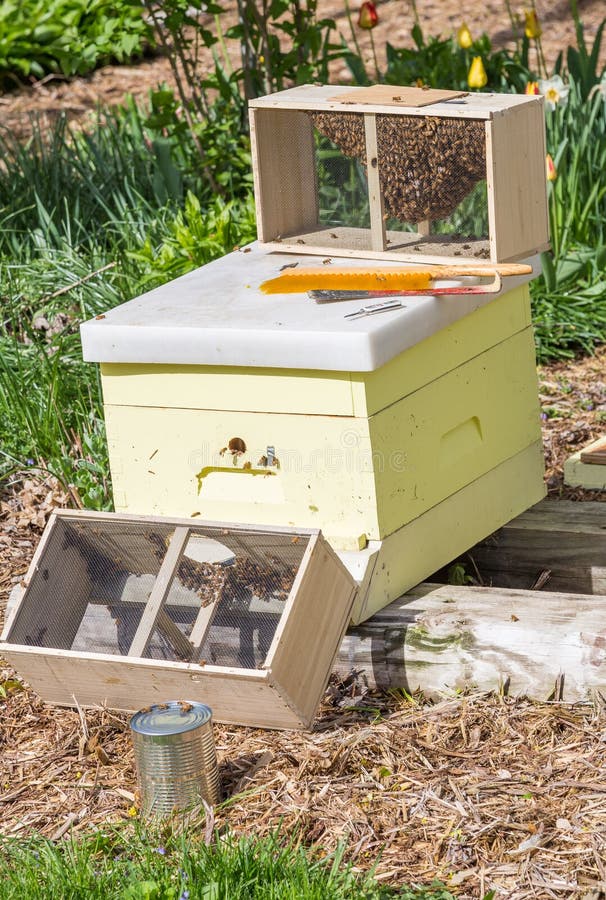 New Bees stock photo. Image of hobby, house, beekeeping - 96216058