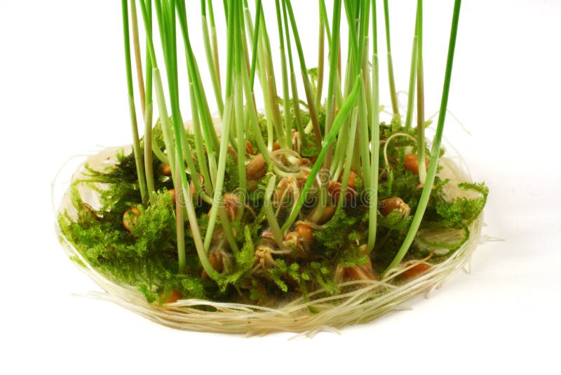 New Beginning Picture. Image: 4270846