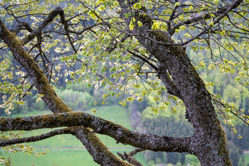 A new beginning stock image. Image of sunlight, plant - 219343237