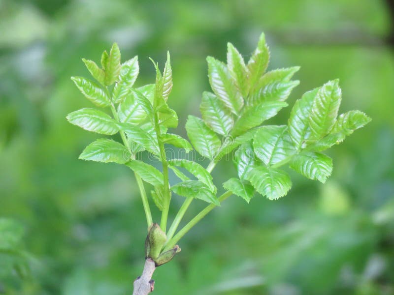 New Beginning in Spring, the Awakening of the Nature Stock Photo ...