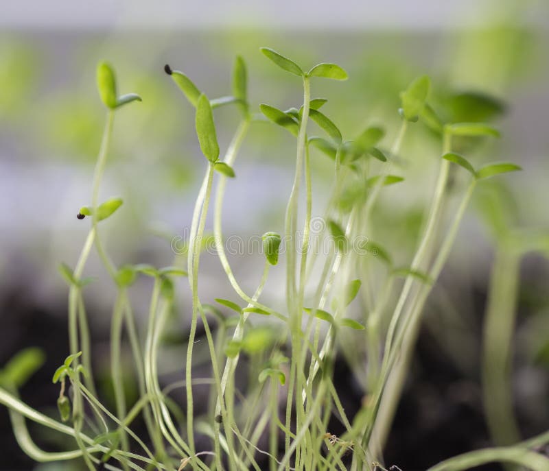 New Beginning Spring Sprouts Stock Image - Image of growth, cultivated ...