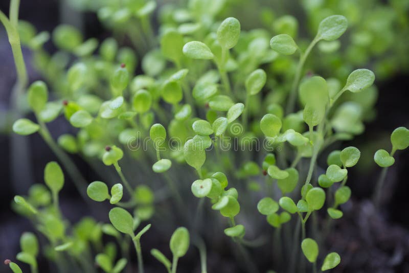 New Beginning Spring Sprouts Stock Photo - Image of fragility, field ...