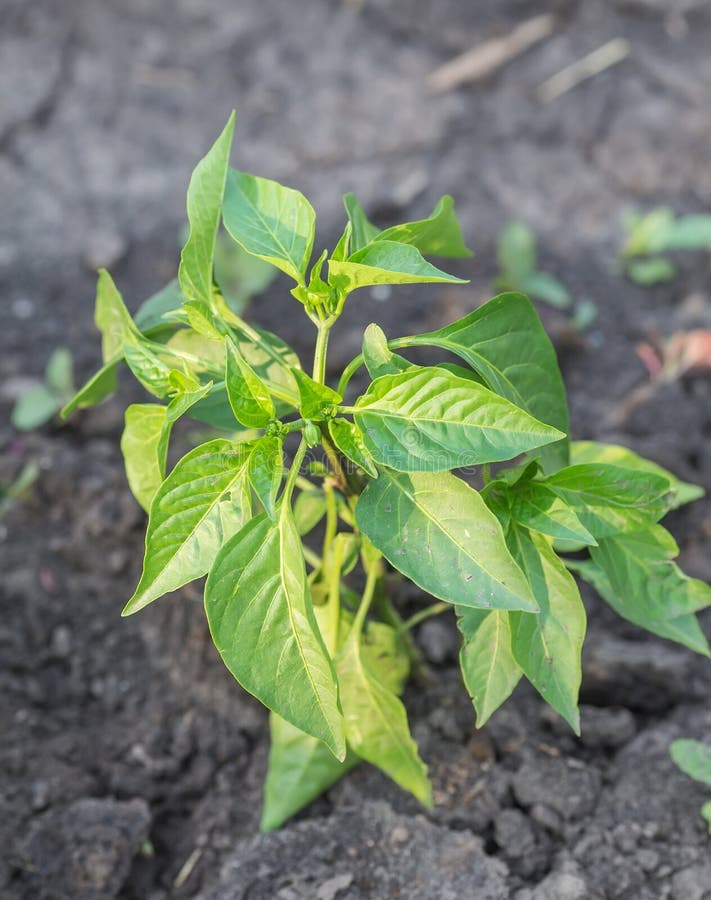 New Beginning Spring Sprouts Stock Photo - Image of growth, care: 66316518