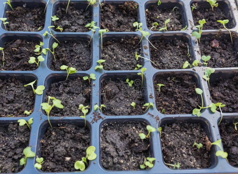 New Beginning Spring Sprouts Stock Photo - Image of leaf, green: 66320096