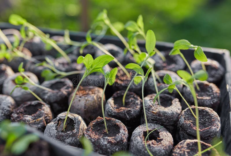 New Beginning Spring Sprouts Stock Photo - Image of fragility, garden ...