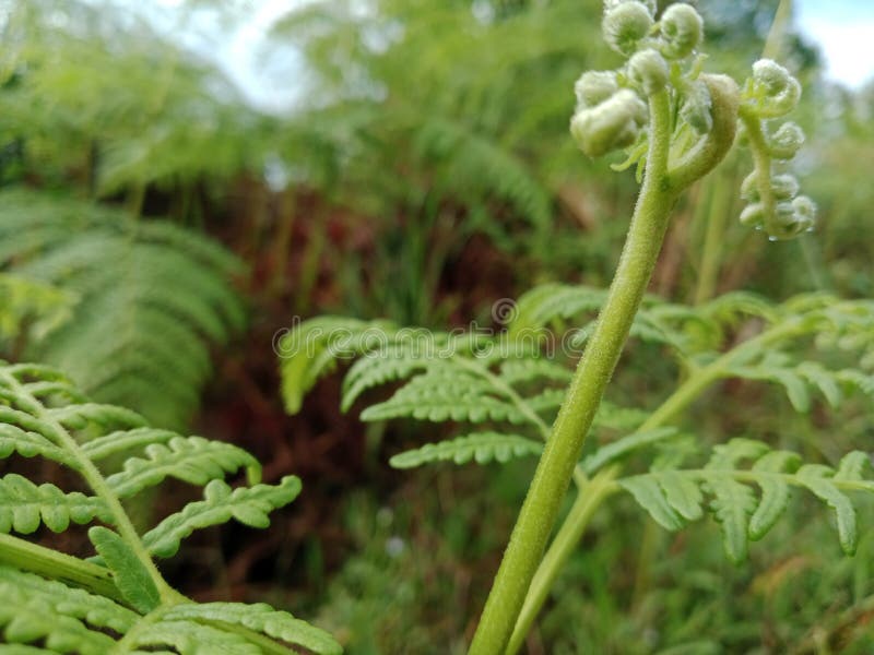 New Beginnings Wrapped in Green. Nature Unfolds Its Magic One Leaf at a ...