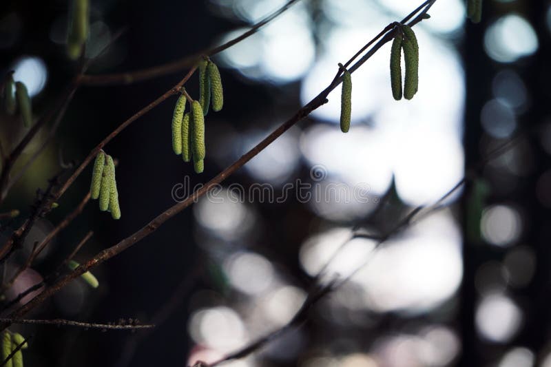 New Birch Buds and Cones with Seeds in the Springtime. Twig with Seed ...