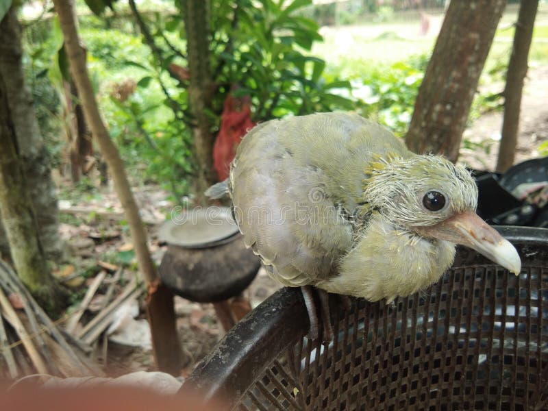 A bird stock image. Image of village, lovely, bird - 123191927
