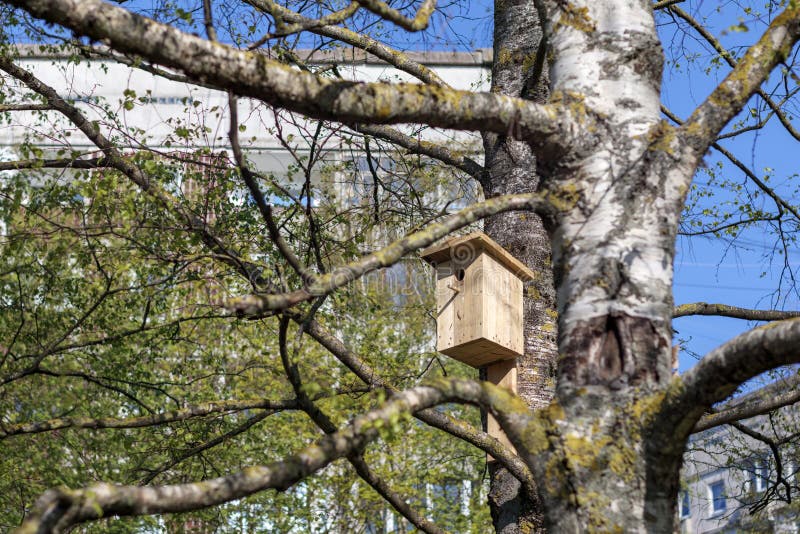 .a new birdhouse on a tree stock photo. Image of bright - 323461774