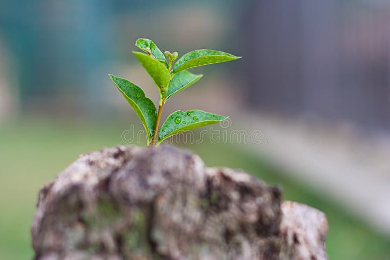 A new birth stock photo. Image of birth, stub, vivid, live - 7047348
