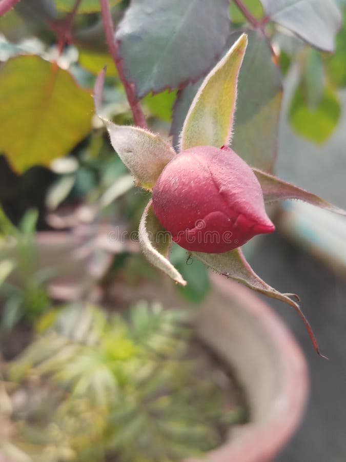 New birth baby of red rose stock photo. Image of rose - 169053050