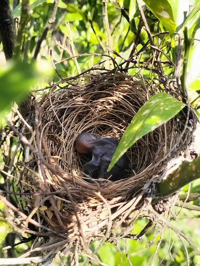 The New Birth of Bird in the Nest Stock Photo - Image of sparrow ...