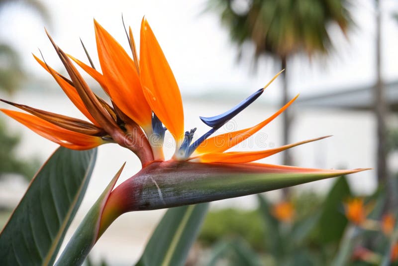 New Blooming Strelitzia Reginae Stock Illustration - Illustration of ...