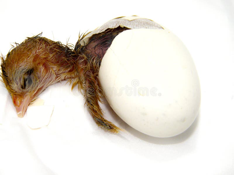 New Born Babies stock photo. Image of high, chicken - 102283154