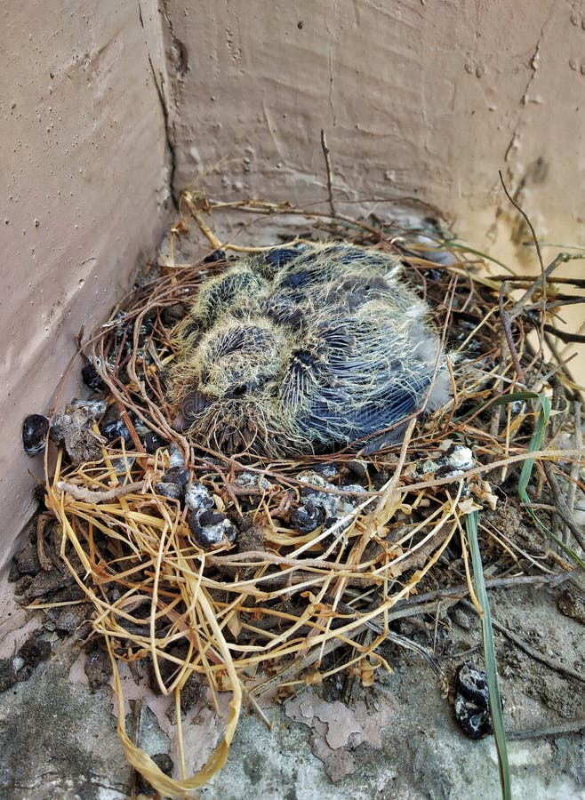 New born Baby bird stock photo. Image of invertebrate - 179237176