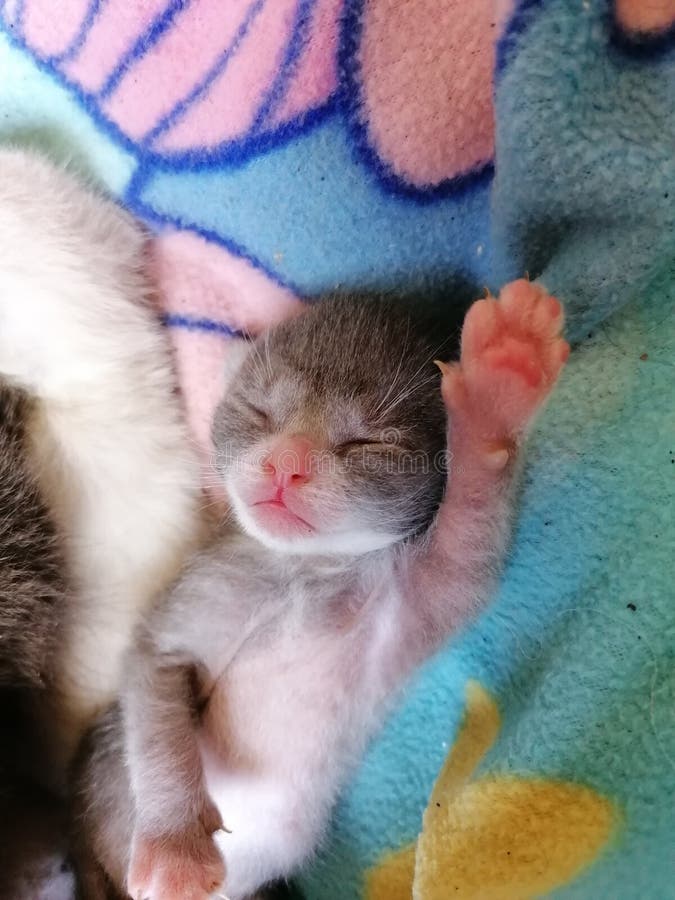 7,621 Born Cat Photos - Free & Royalty-Free Stock Photos from Dreamstime