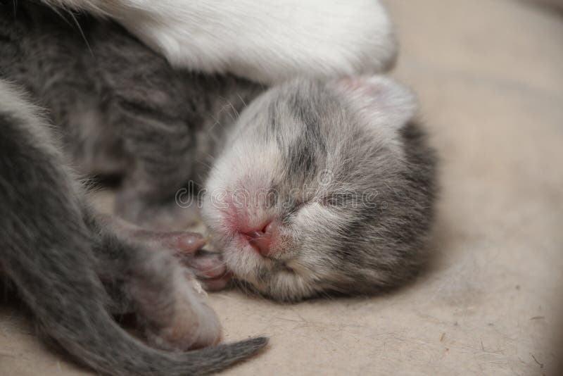 A New Born Baby Cat Face, Watching Close Stock Image - Image of color ...