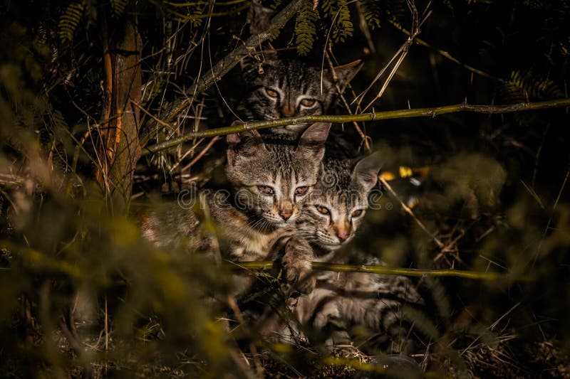 New born baby cats. stock image. Image of autumn, animals - 370874809
