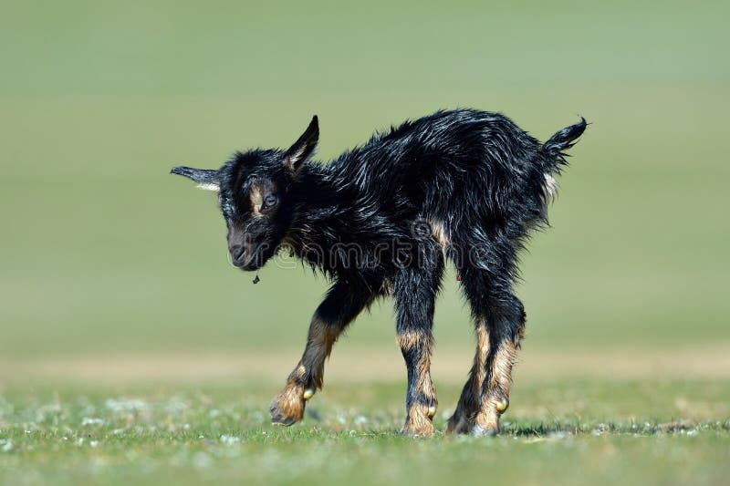 Little New Born Baby Goat on Field in Spring Stock Image - Image of ...