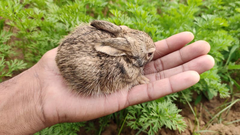 Rabbit in hand stock image. Image of rabbit, grass, chipmunk - 359611549