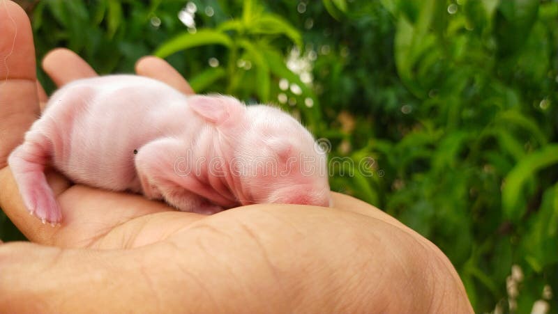 New Born Baby Rabbits Bunny Stock Image - Image of born, rabbits: 278658485