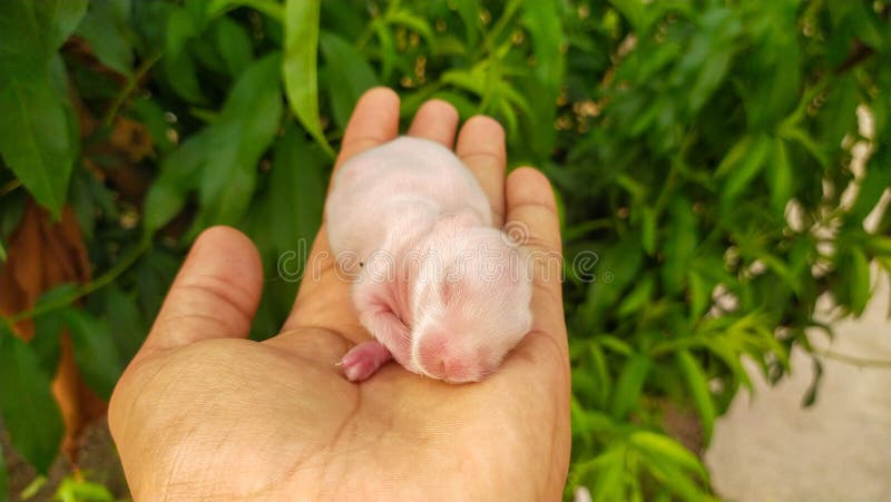 New Born Baby Rabbits Bunny Stock Image - Image of born, baby: 278658487