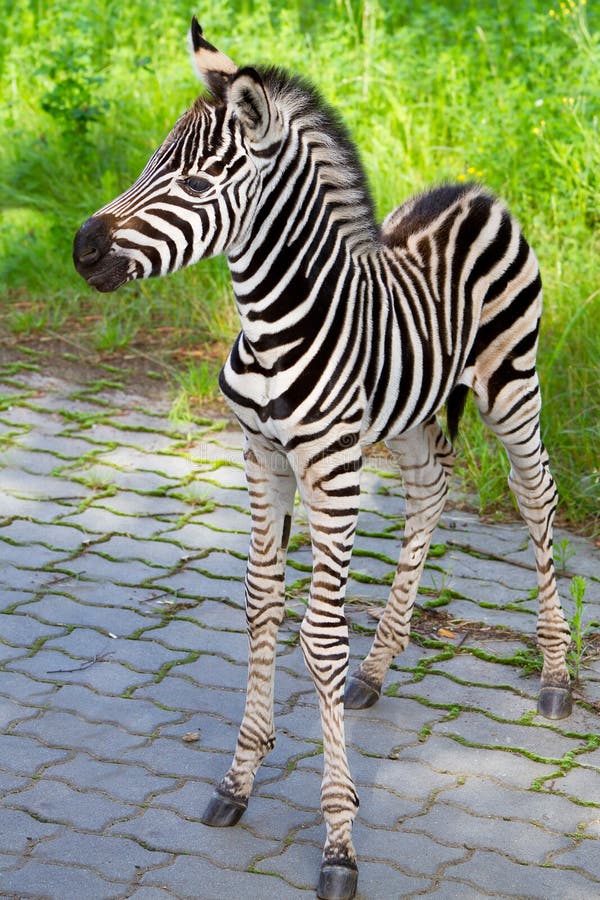 New born baby zebra stock photo. Image of mammal, animal - 26862912