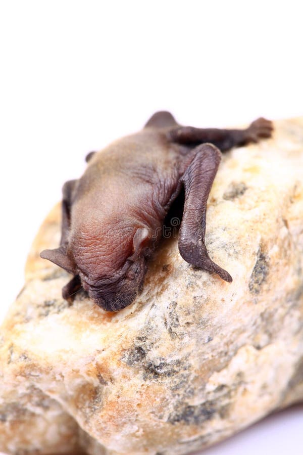 Baby Bat Sitting on Finger stock image. Image of wildlife - 25665523