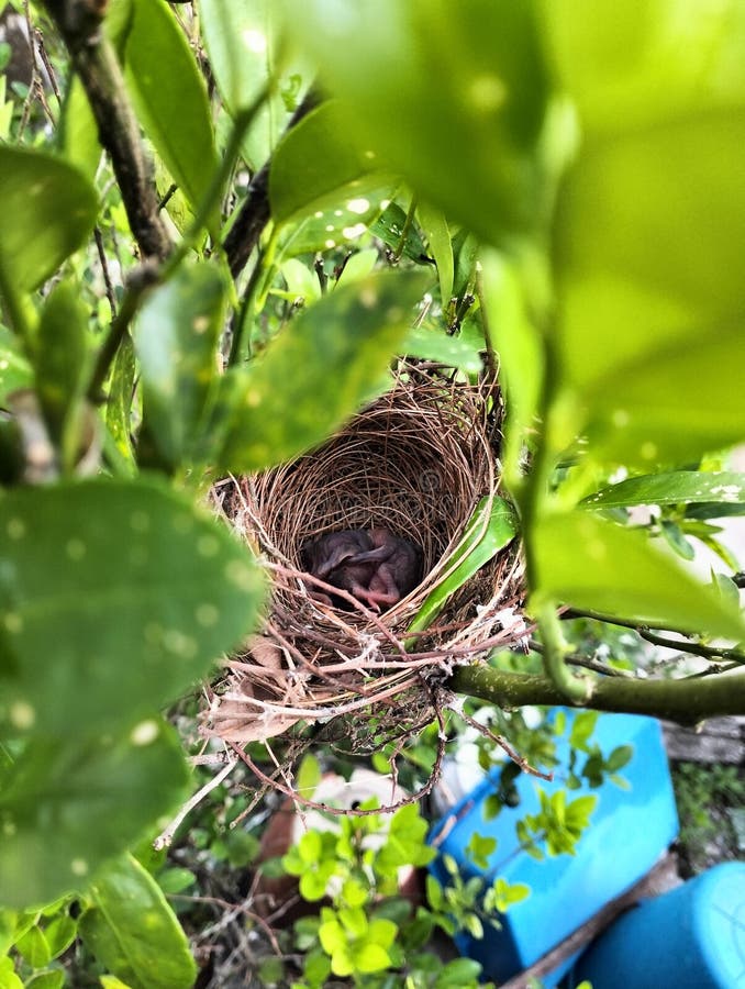 The New Born Bird in the Nest Stock Image - Image of wildlife, flower ...